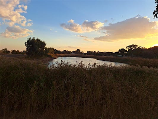 Freeling Wetlands Walk - Freeling, Attraction | South Australia