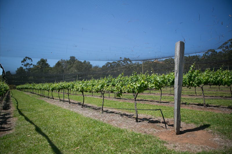 Long Point Vineyard and Art Gallery | NSW Holidays & Accommodation ...