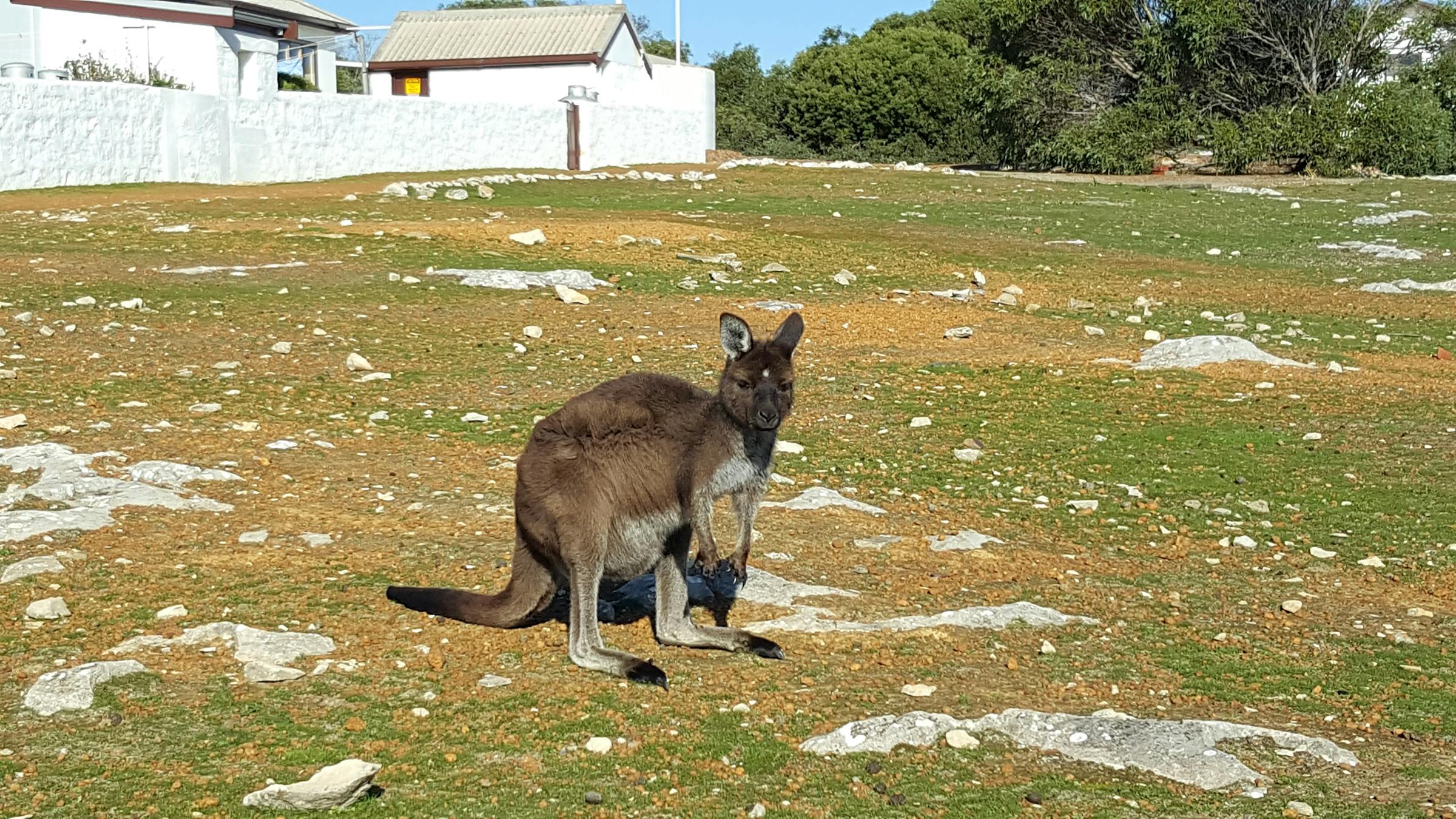 West End • Kangaroo Island, South Australia
