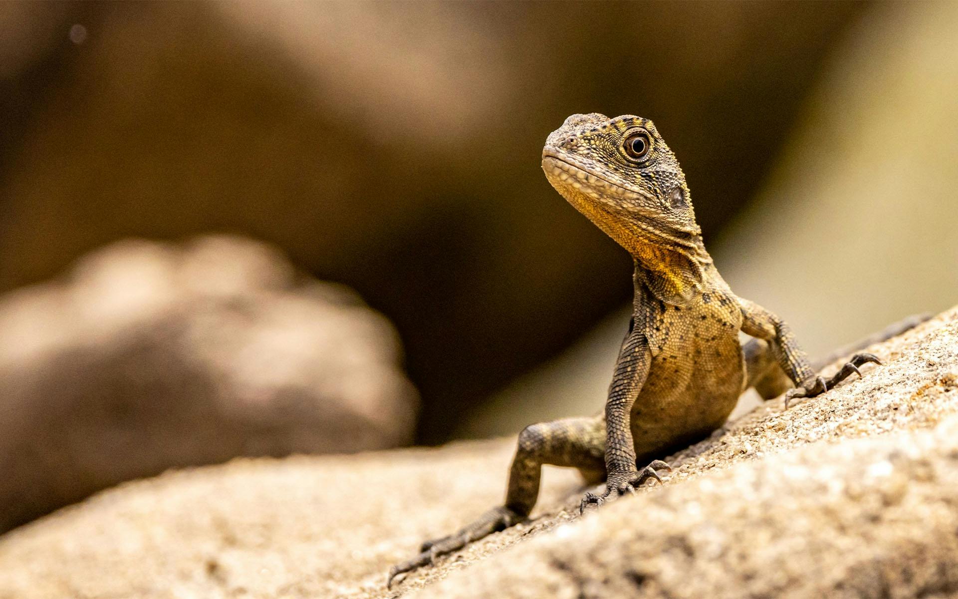 Boobook Explore | Tours | Queensland