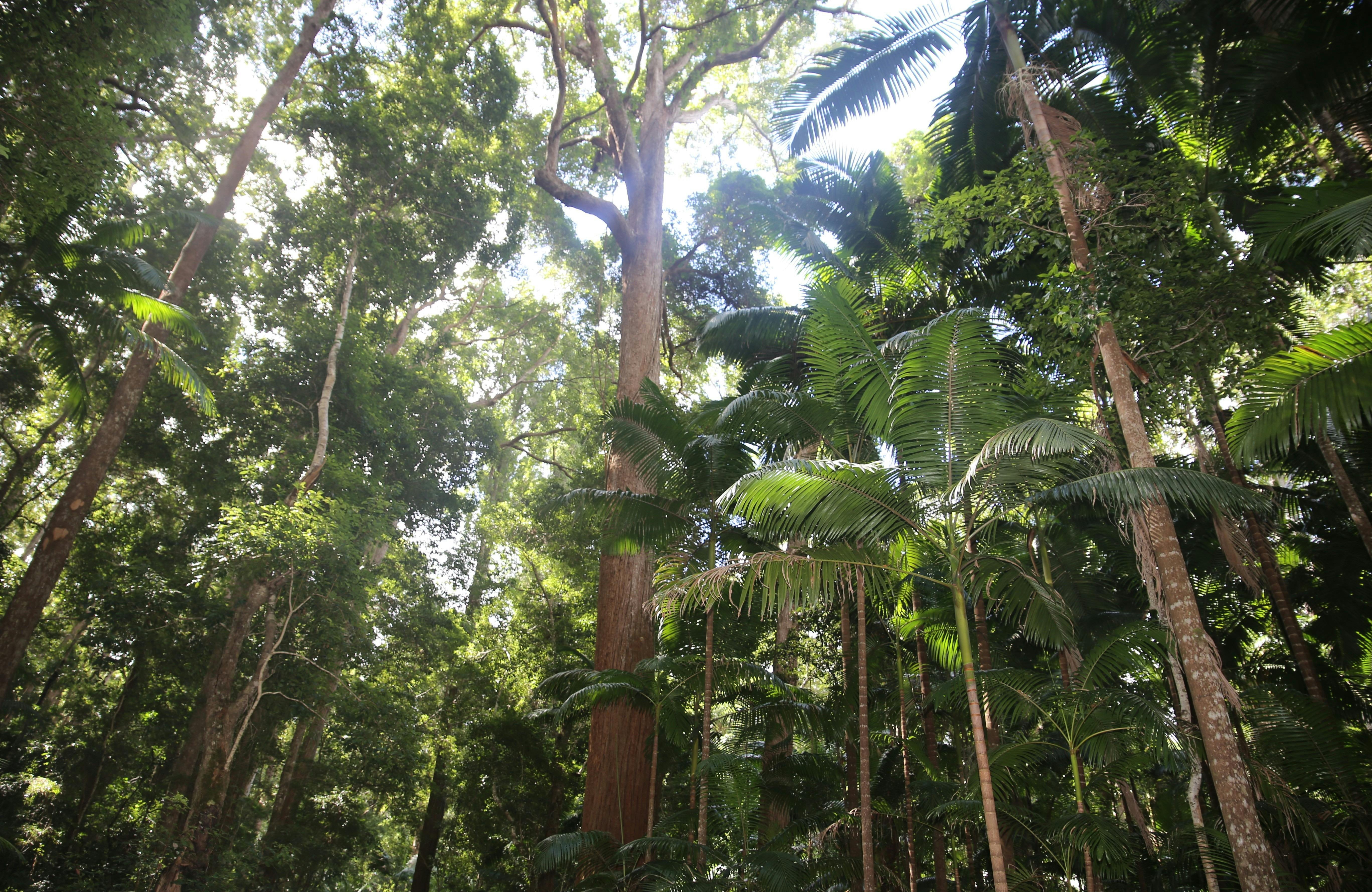 Pile Valley Circuit | Visit Fraser Coast