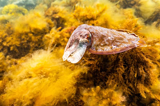 Whyalla Giant Cuttlefish Glass Bottom Boat Tour, Tour Service | S...