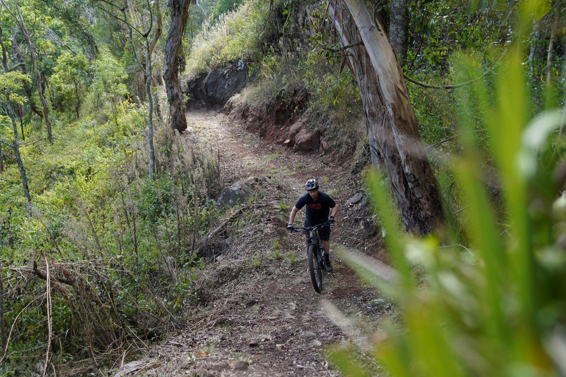 Bunya Mountains Mountain Bike Trails | Journeys | Queensland