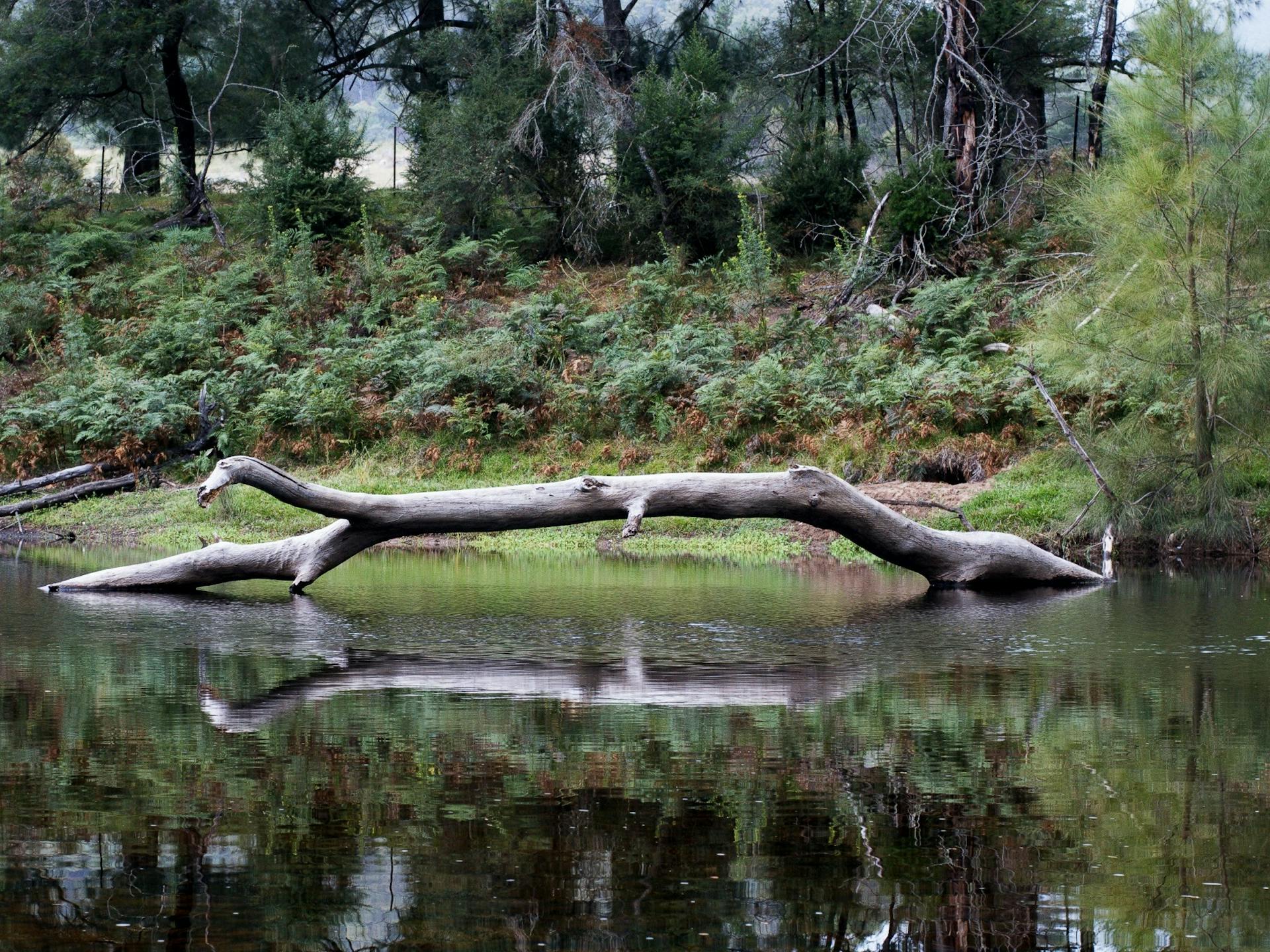 Kayaking Upper Tuross River and Bumbo Lake in Bodalla - The Fold: Your ...