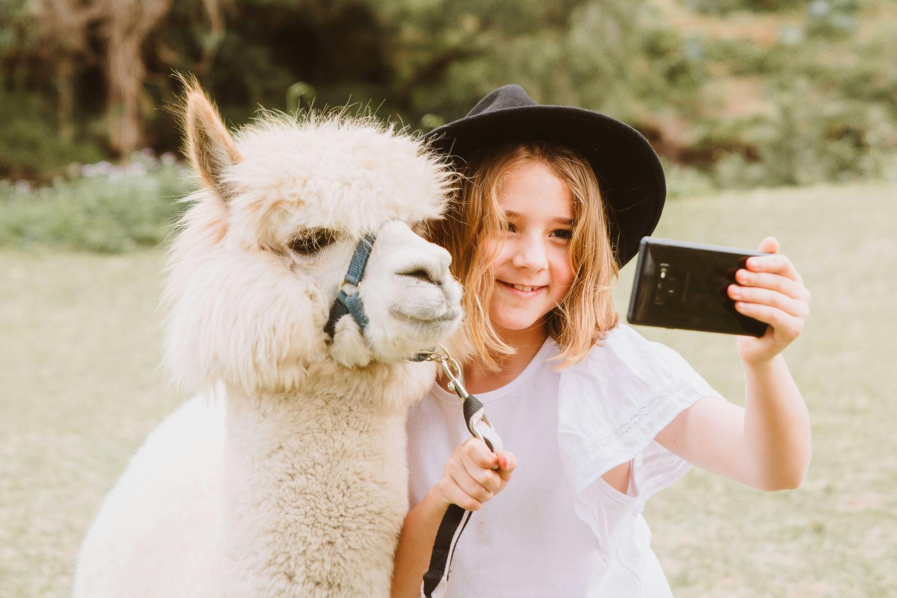 Mountview Alpaca Farm | Attractions | Queensland