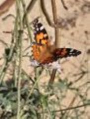 Mount Burr Recreational Trails - Mount Burr, Attraction | South A...