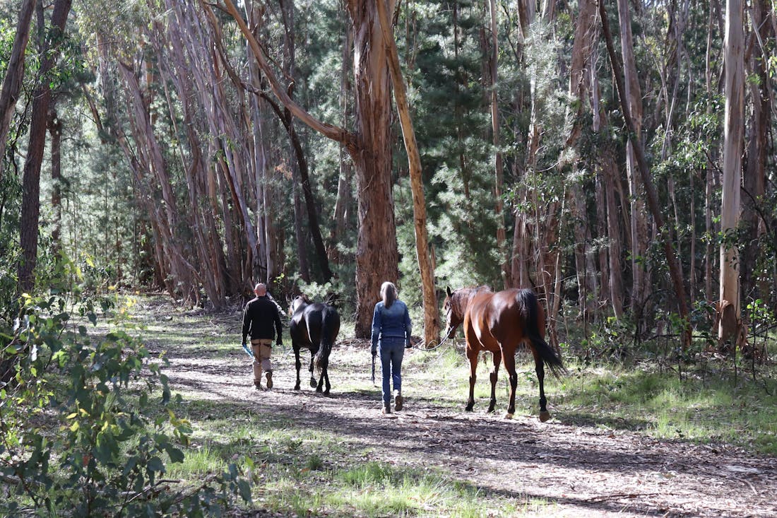 Walking with Horses in Kuitpo Forest - Meadows, Tour Service | So...