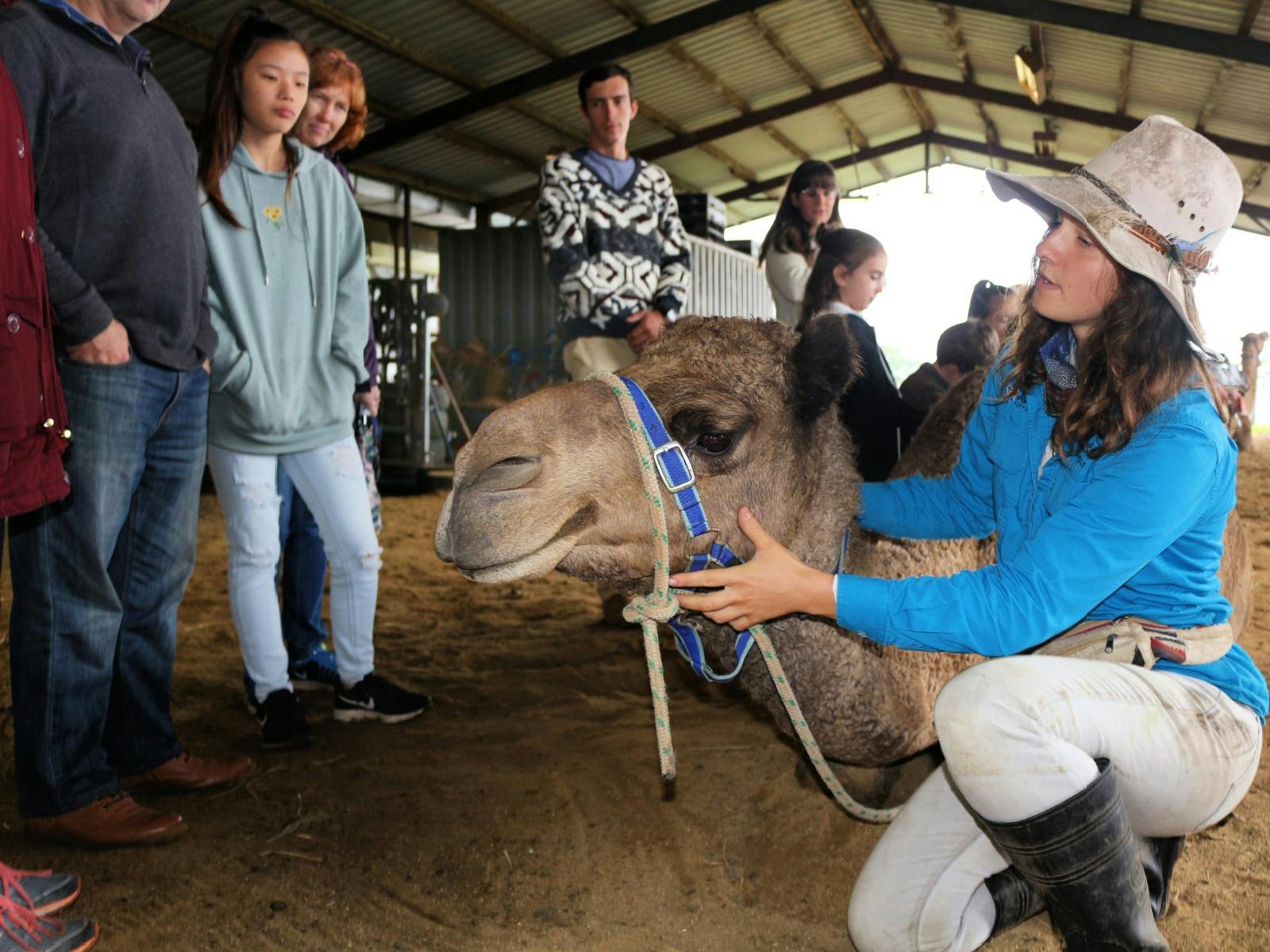 Summer Land Camels | Tours | Queensland
