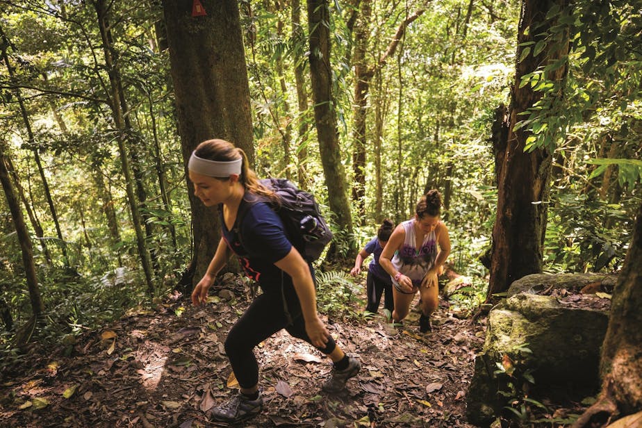 Mount Sorrow ridge trail, Daintree National Park (CYPAL) | Cairns ...