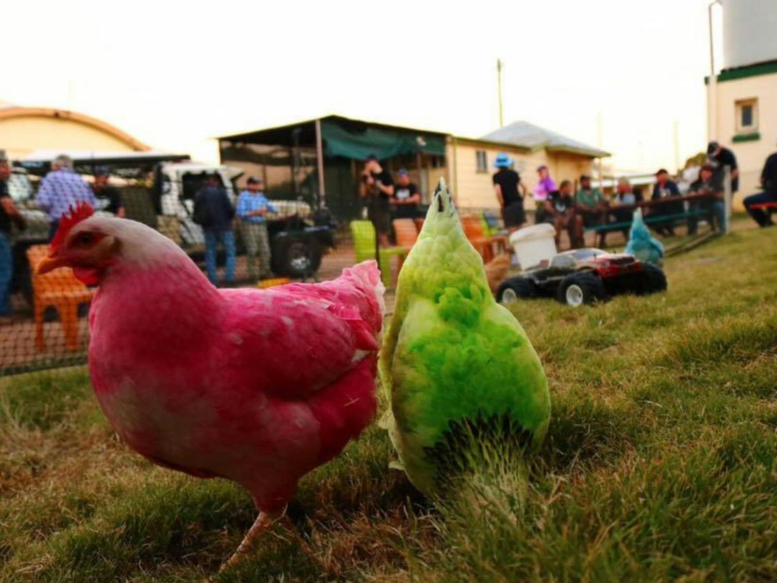 Bens Chicken Racing Attractions Queensland