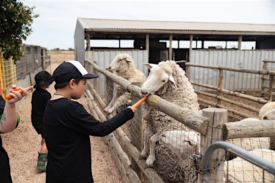 Tarnasey Farm Little Farmer Tours - Wallaroo, Tour | South Australia