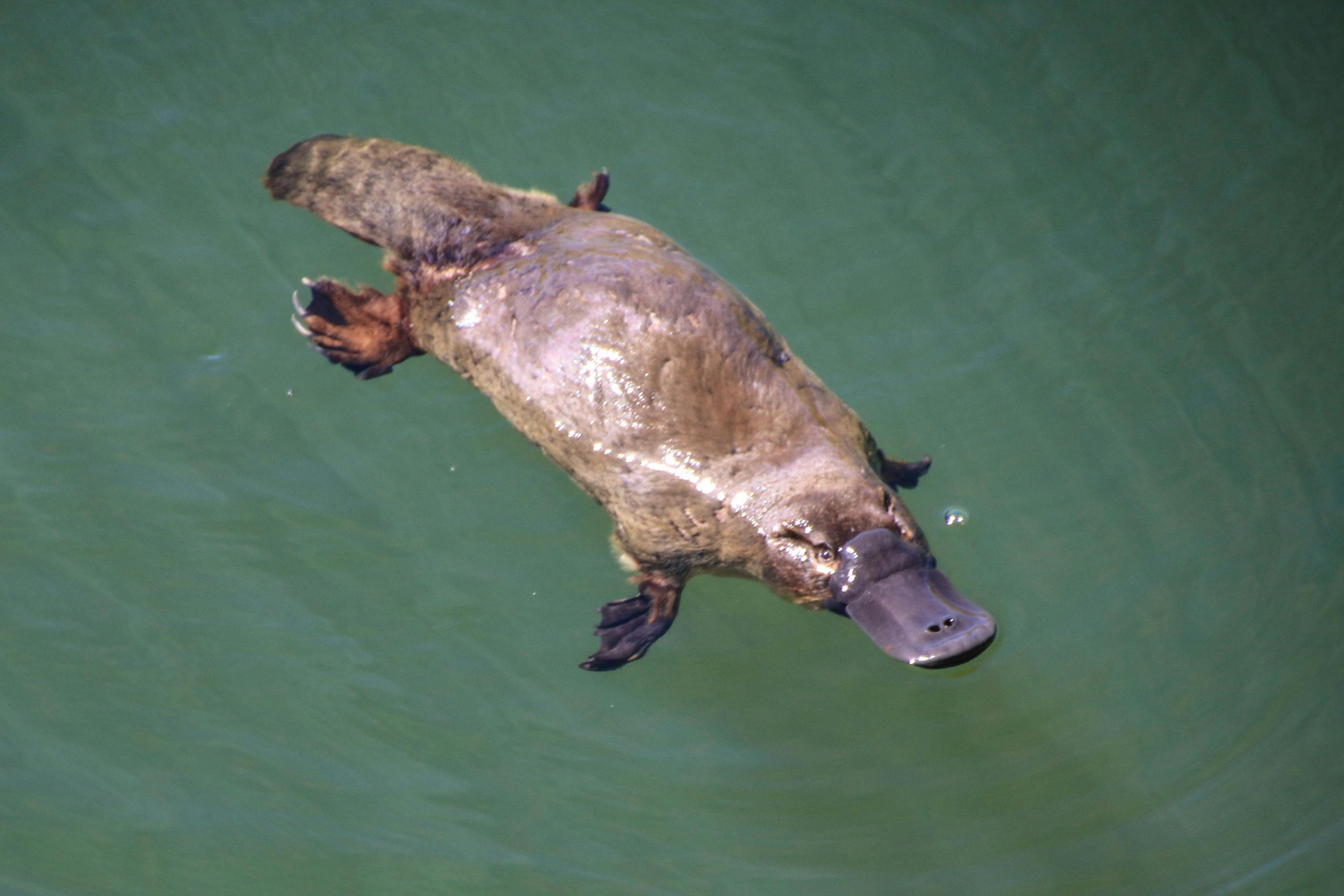 Bushies Feathers, Fur and Forests Tour | Tour | Discover Tasmania