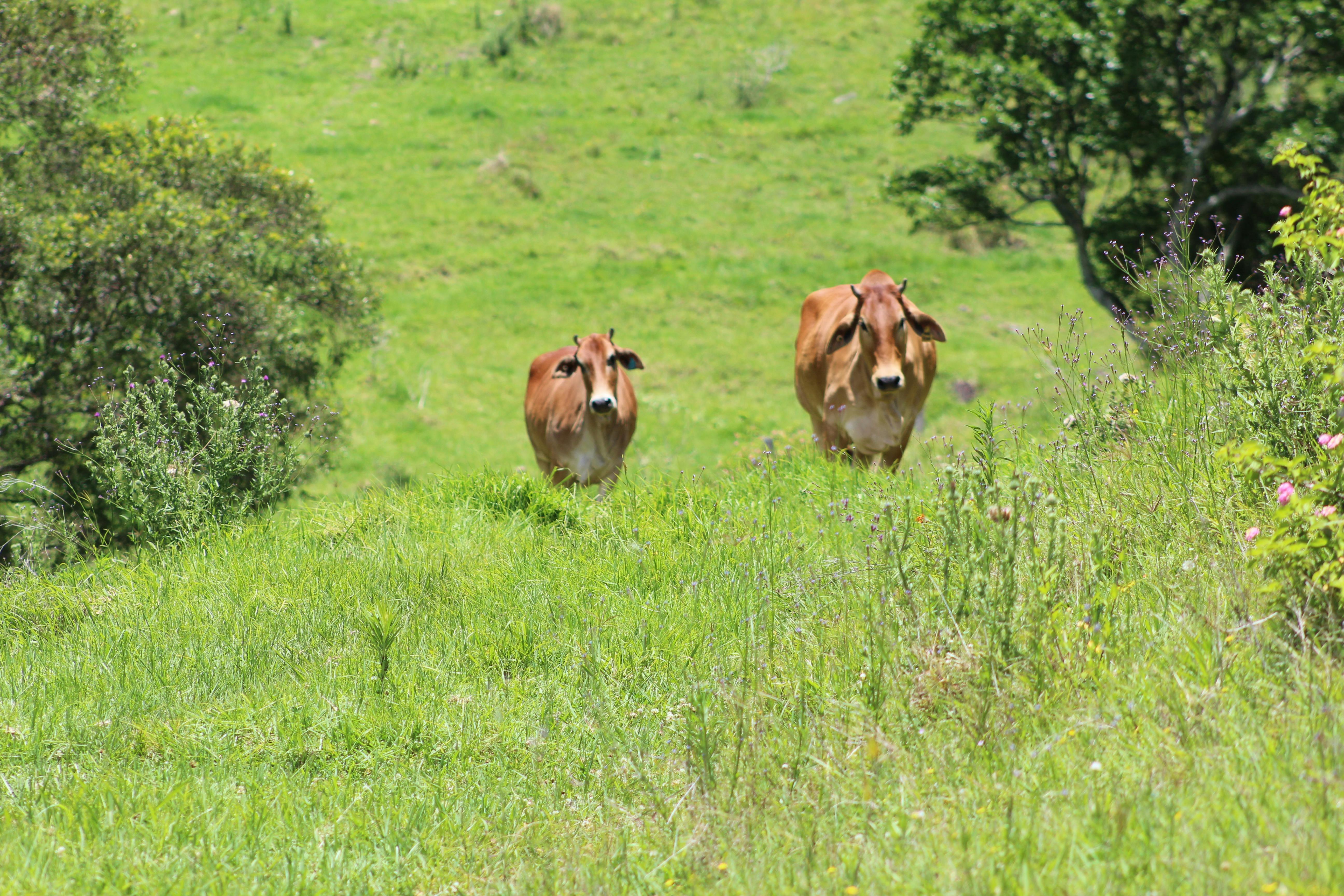 Running Creek Beef