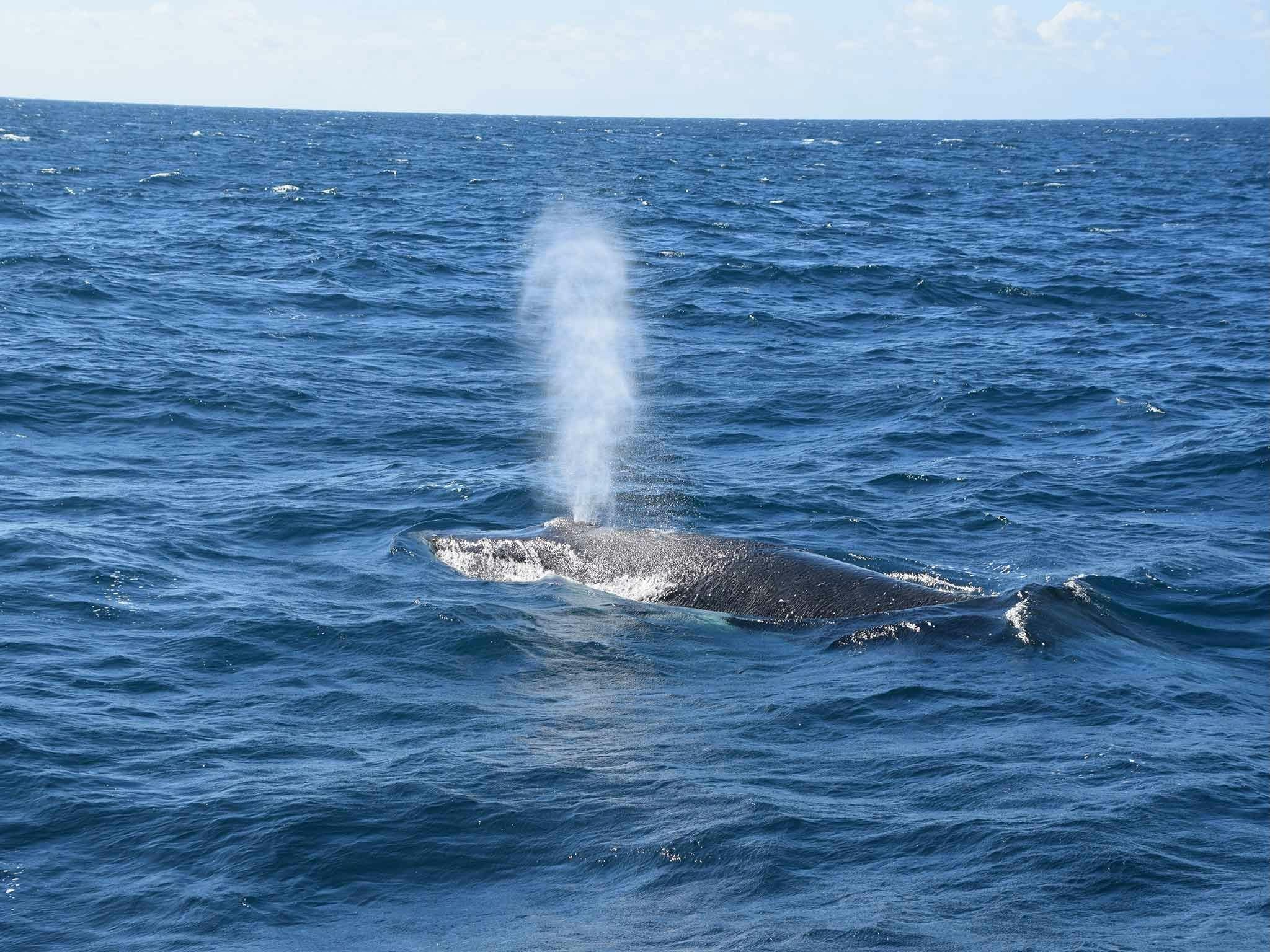 Minyama | Destination-information | Queensland