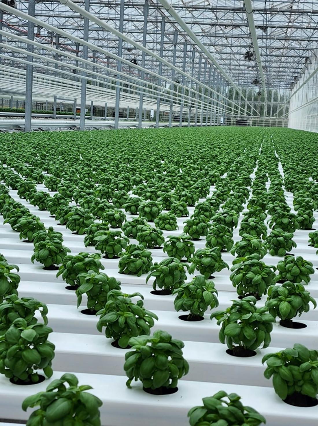 Holla-Fresh Pty Ltd Farm Gate Sales - Tantanoola, Food and Drink ...