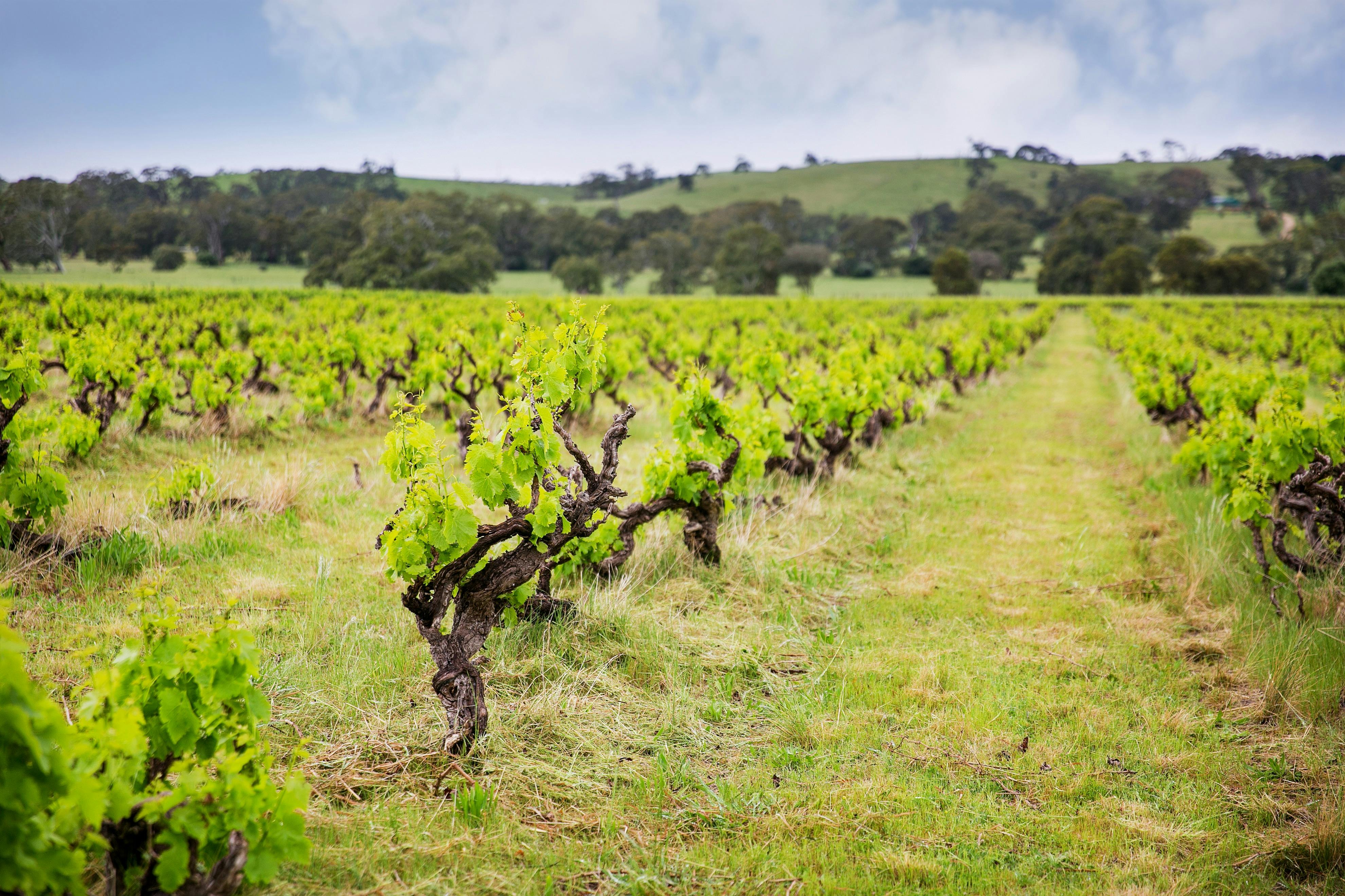 Hugo Wines | McLaren Vale