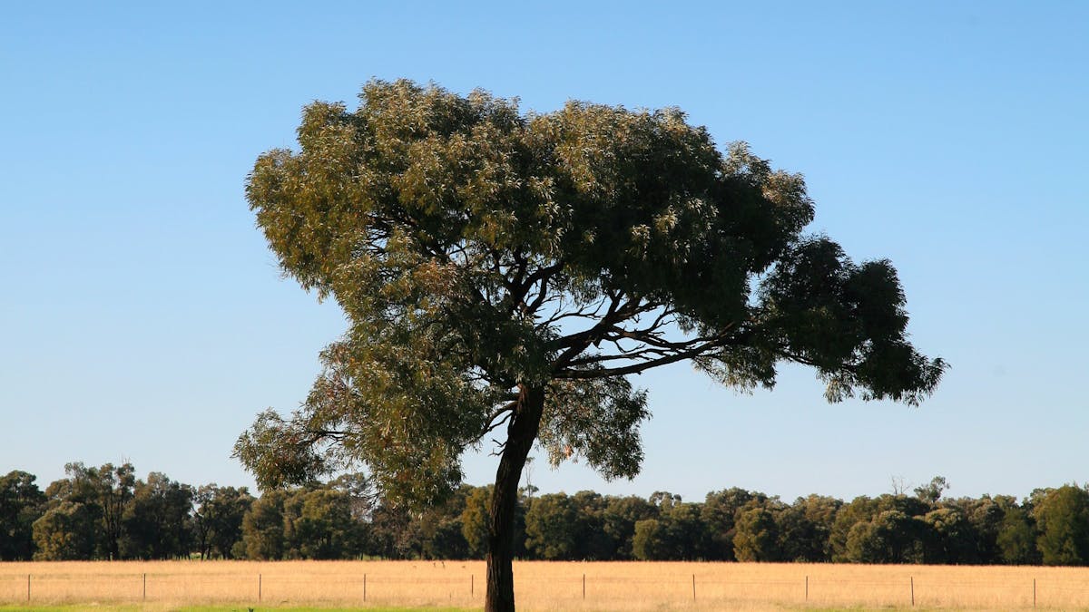 The Gums | Destination-information | Queensland