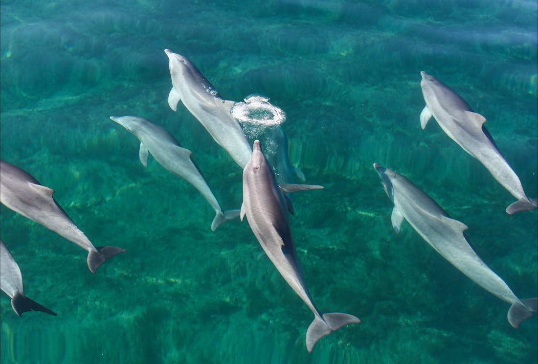 Wild Dolphin Watch, See South Australia | Tour Down Under