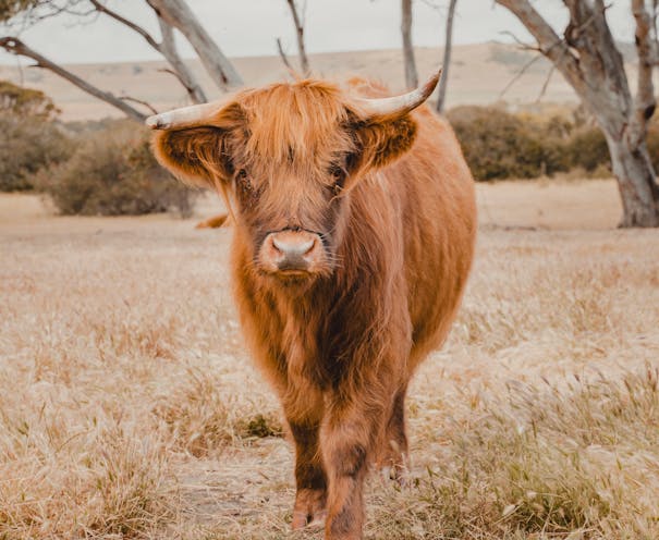 Solstice Kangaroo Island Highland Cow and Farm Experiences • Kangaroo ...
