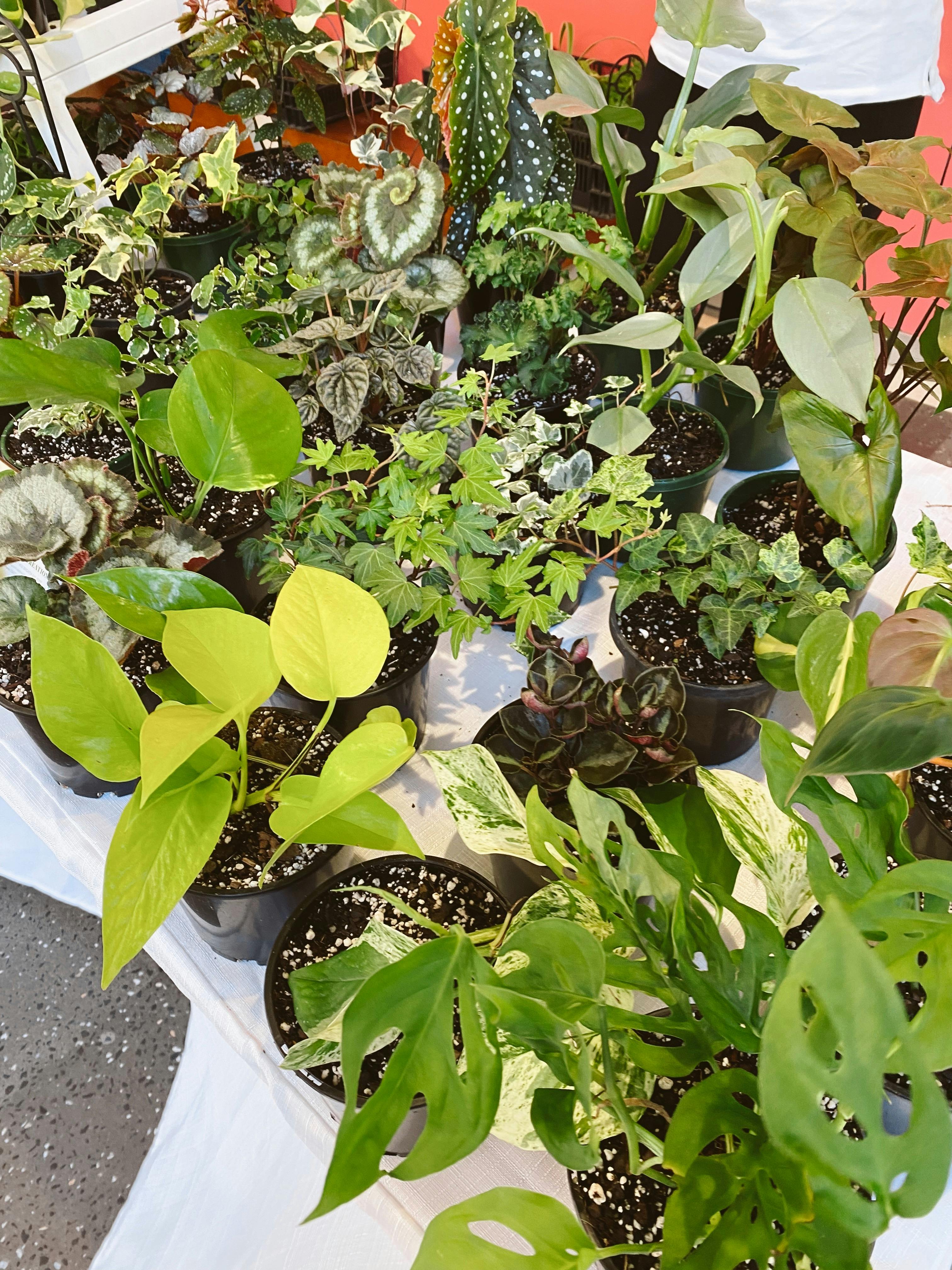 Gasworks Plaza Markets