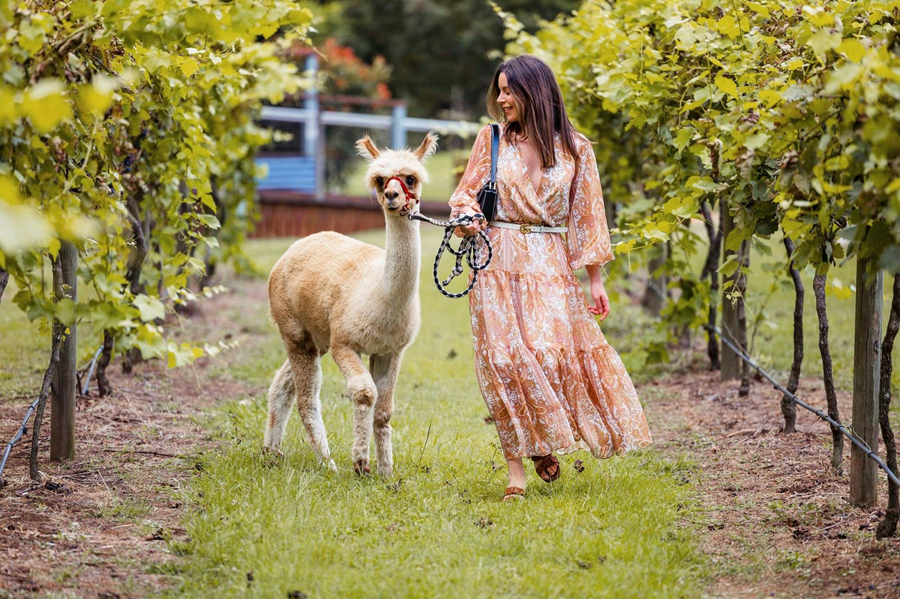 Mountview Alpaca Farm