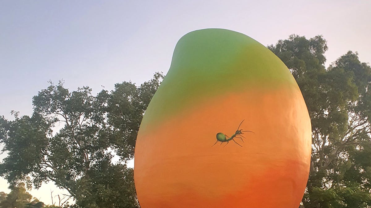 Big Mango | Attractions | Queensland