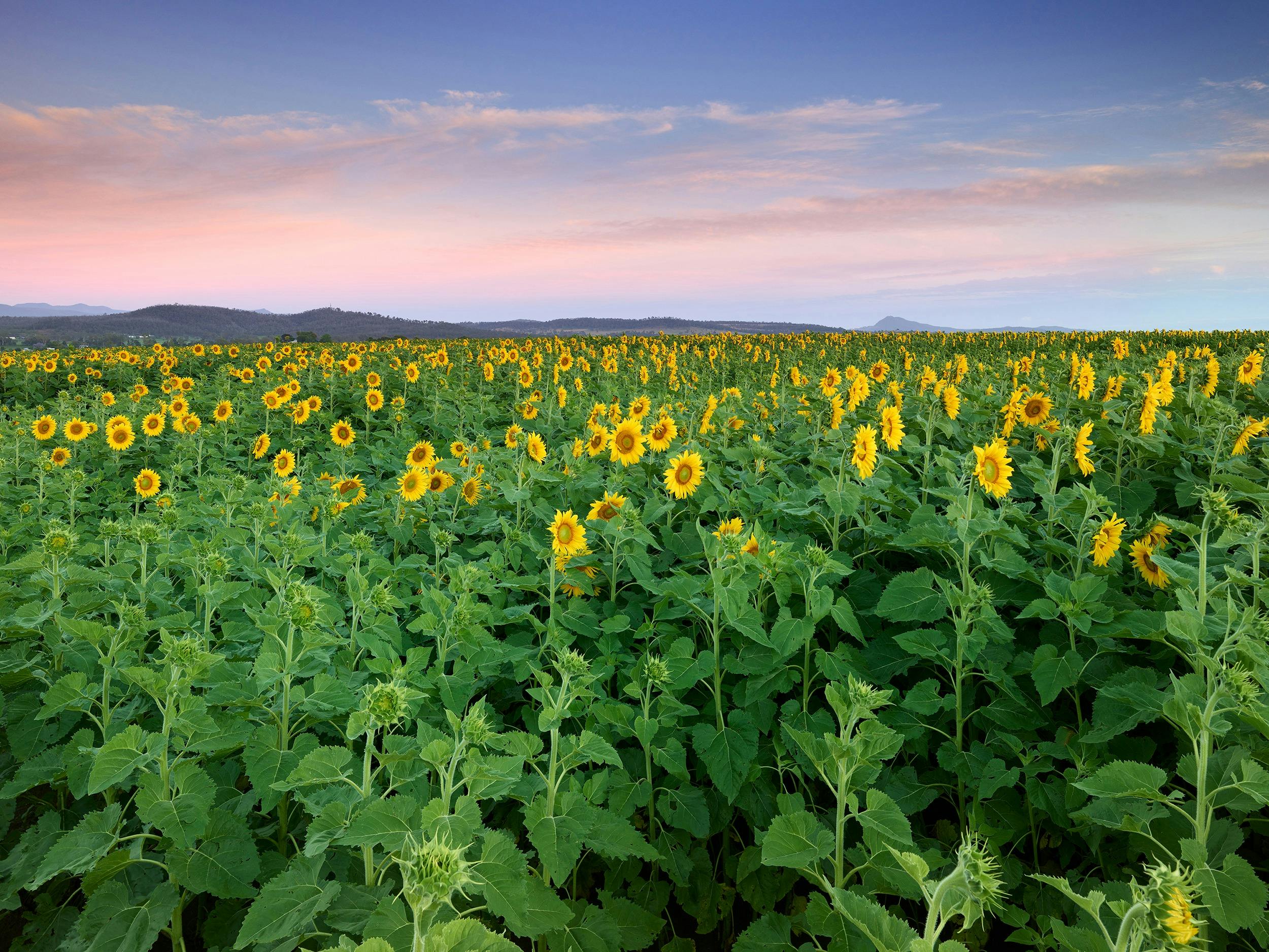 Kalbar Sunflower Festival