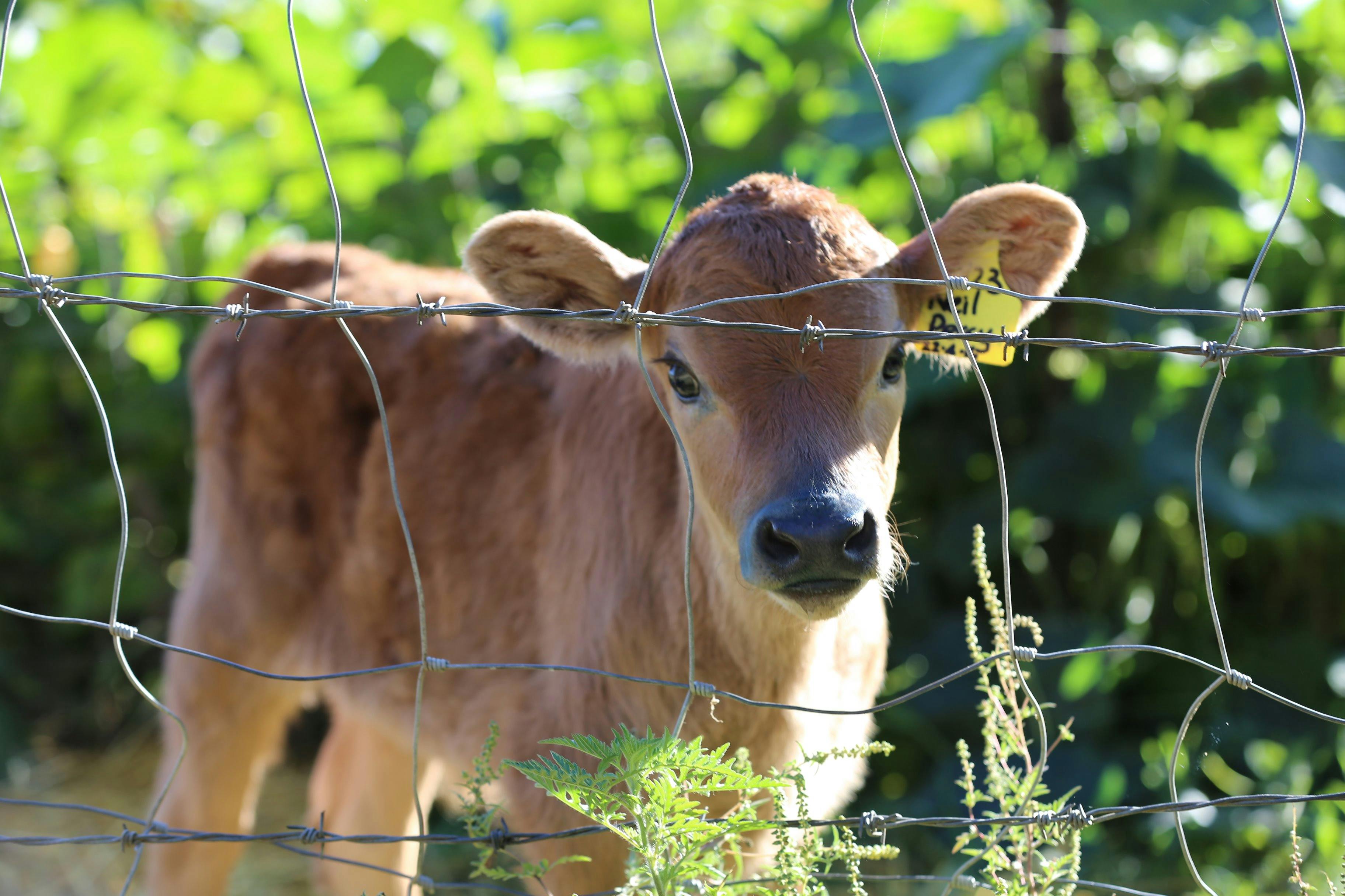 Tommerups Dairy Farm