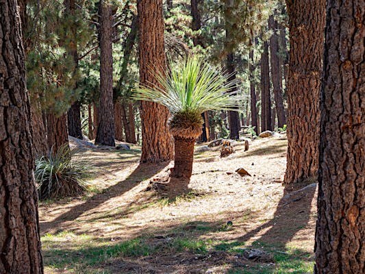 Mount Crawford Forest - Mount Crawford, Attraction | South Australia