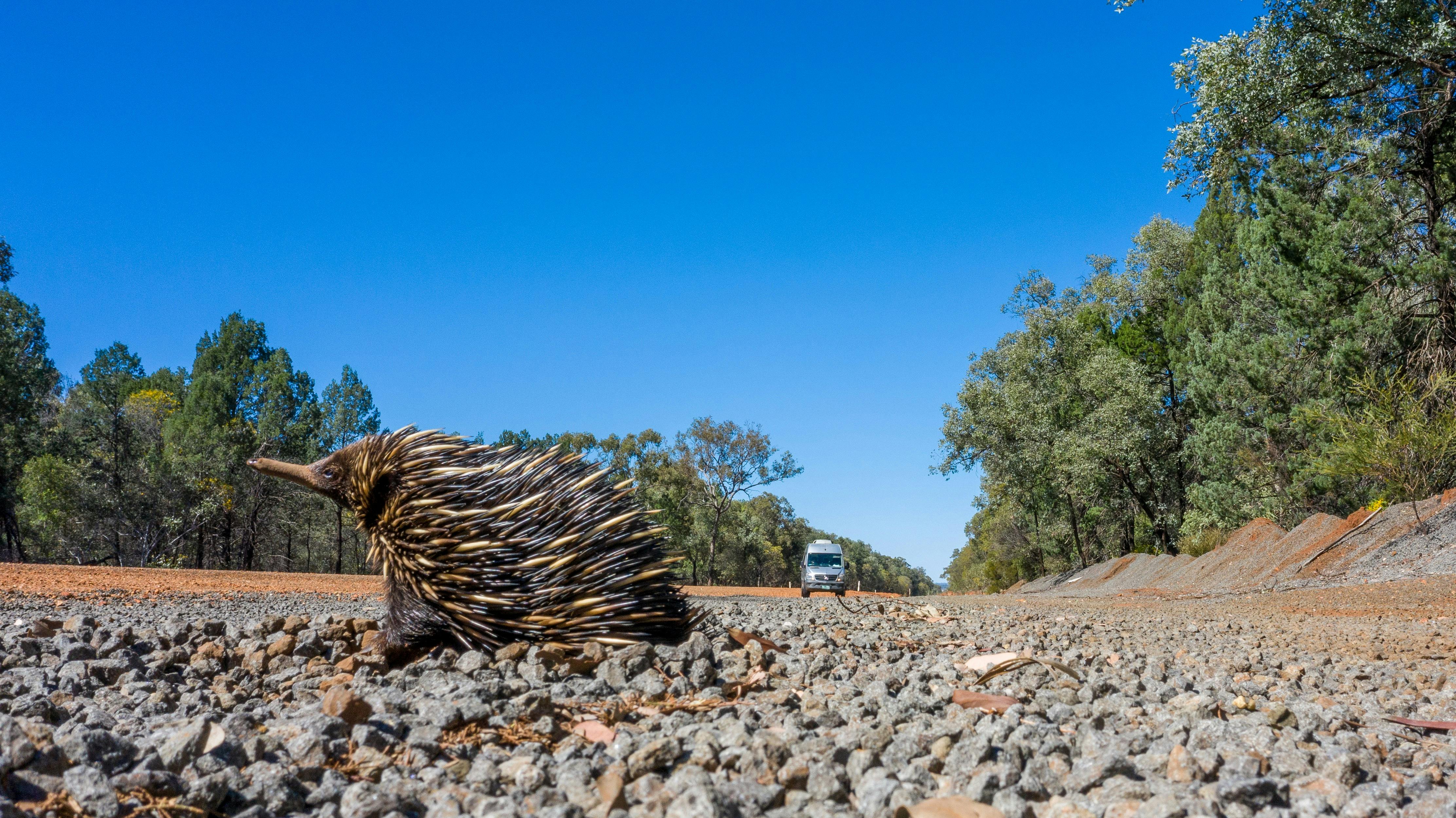 Arcadia Valley Loop | Journeys | Queensland
