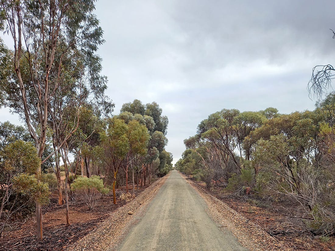 Dean Nicolle Eucalypt Walk - Blyth, Attraction | South Australia