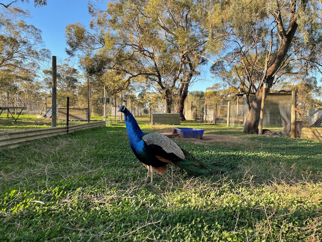 Bute Fauna Park - Bute, Attraction | South Australia