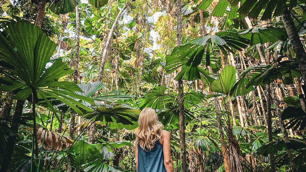 Daintree Rainforest | Destination-information | Queensland