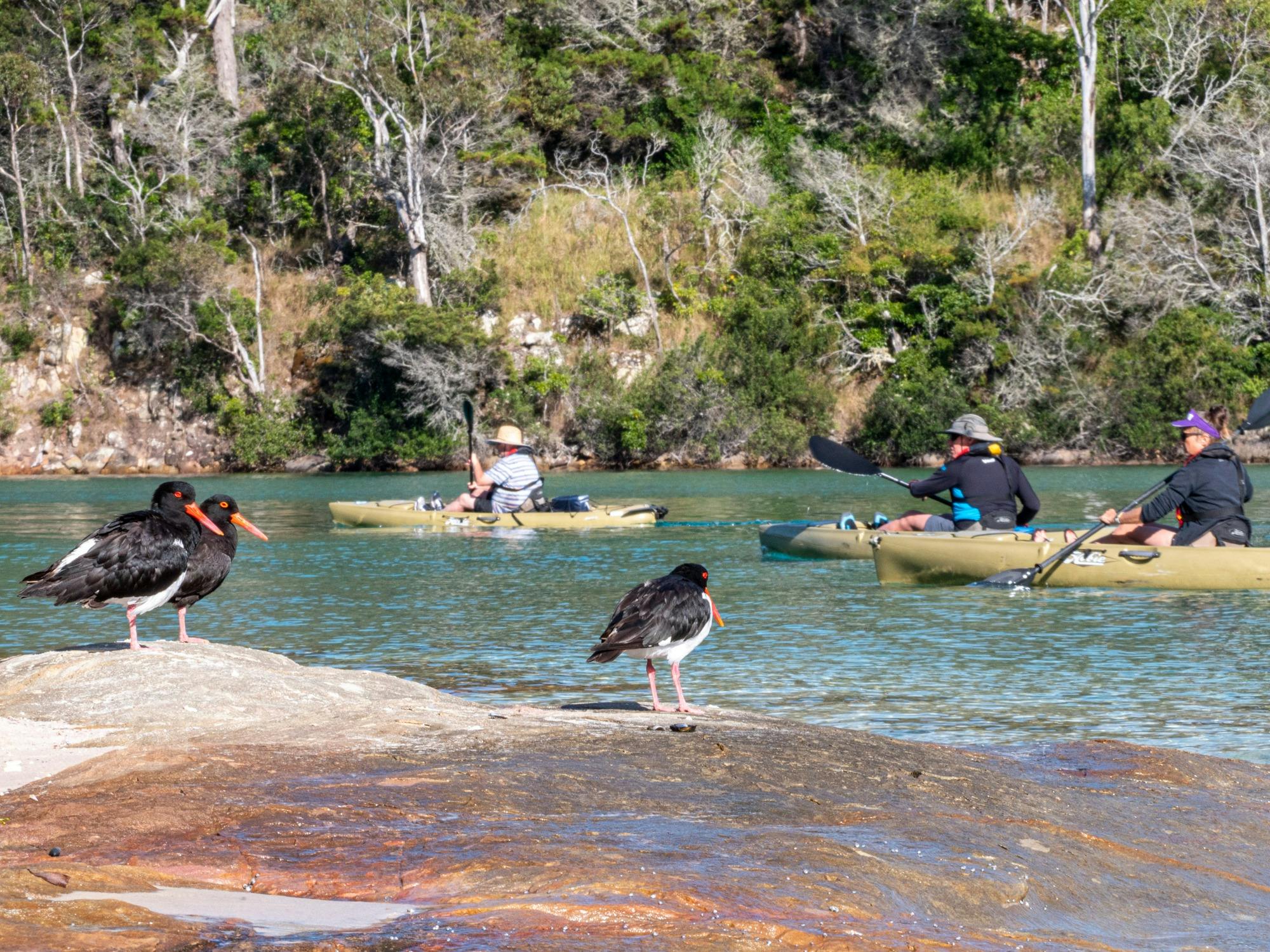 Kayak and Shuck, Pambula River, South Coast NSW | NSW Holidays ...