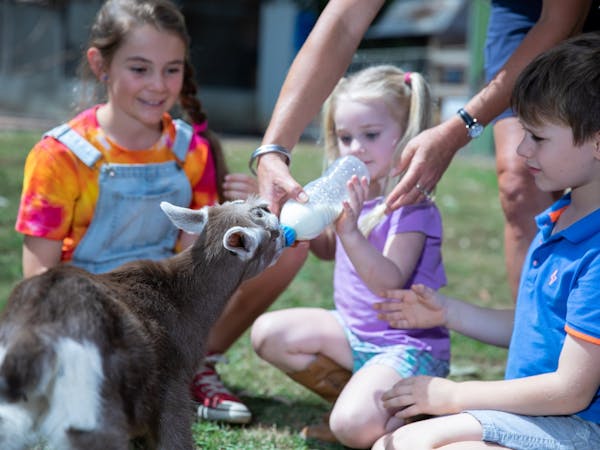 White Ridge Farm | Attractions | Queensland