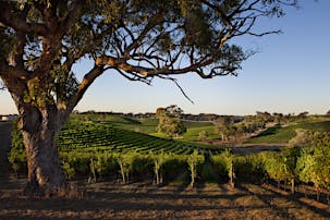 Longview Vineyard Accommodation - Macclesfield, Accommodation | S...