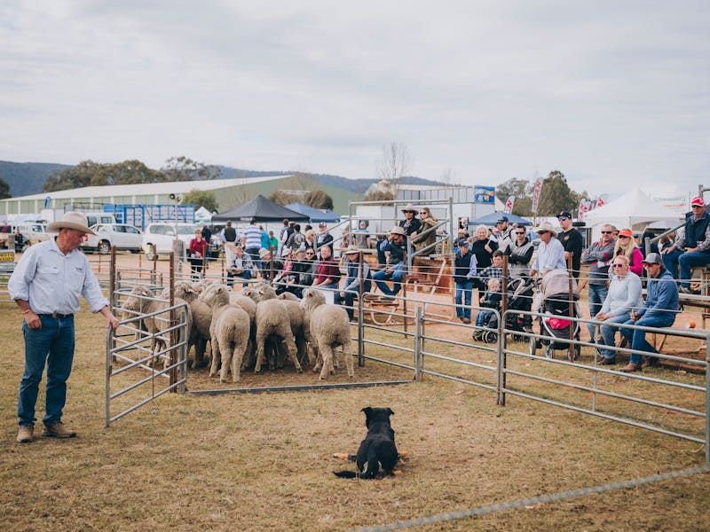 Mudgee Small Farm Field Days | NSW Holidays & Accommodation, Things to ...
