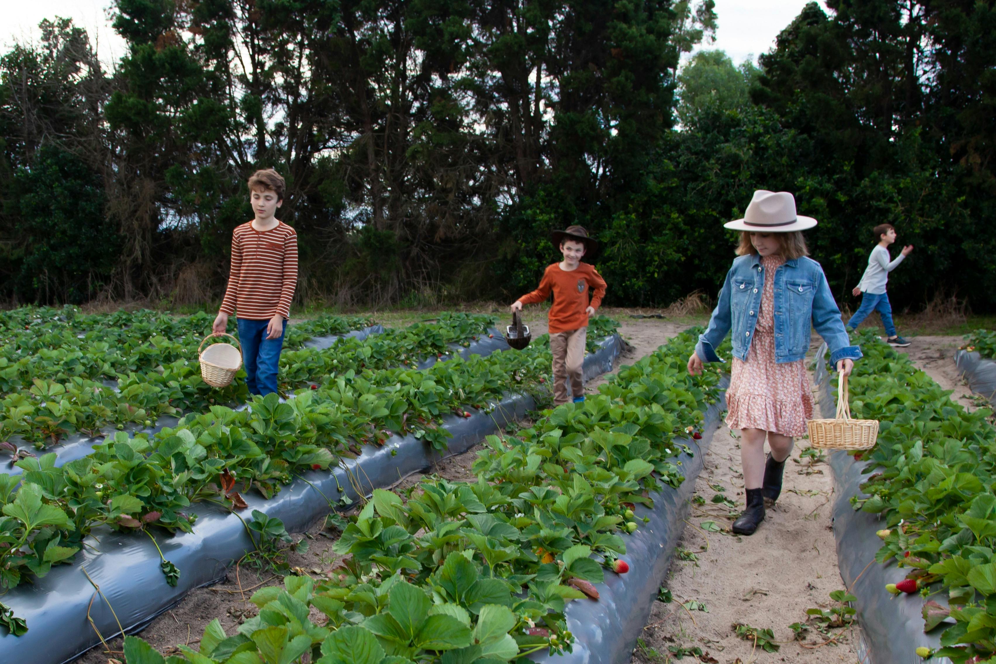 Chambers Flat Strawberry Farm