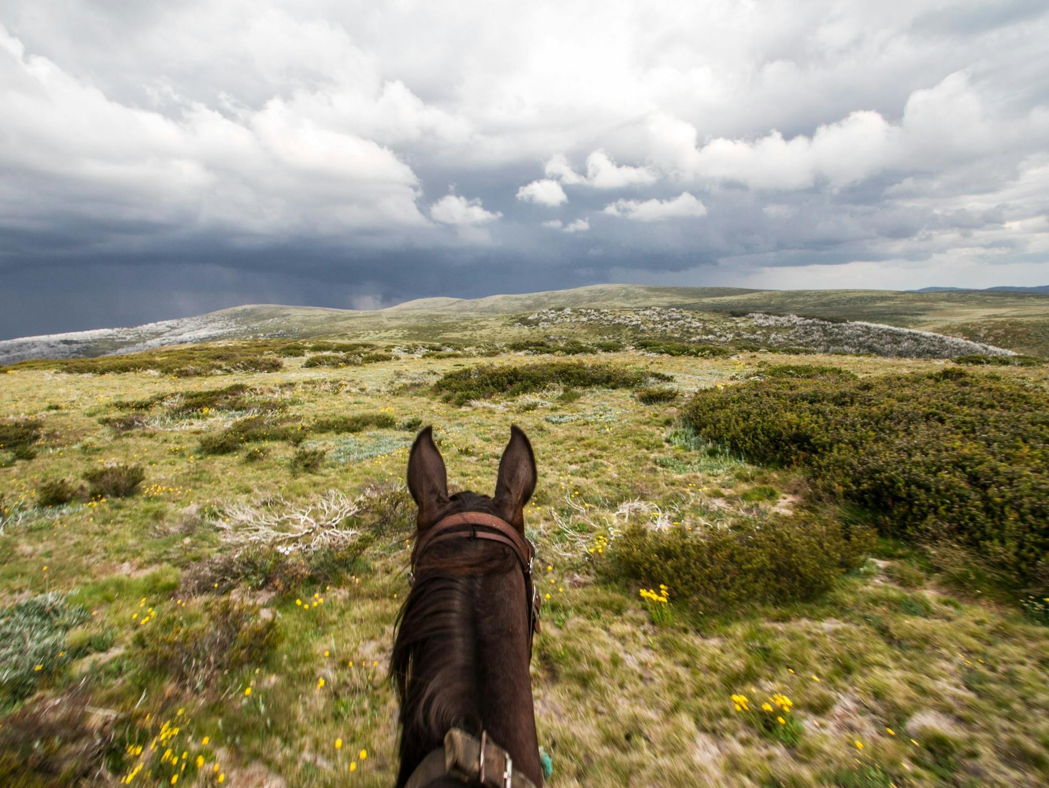 Bogong Horseback Adventures | Browse and Book Nearby Caravan Parks
