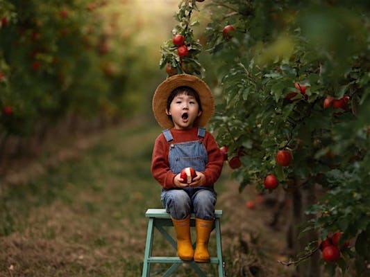 At Lenswood Pick Your Own Apples - Lenswood, Attraction | South A...