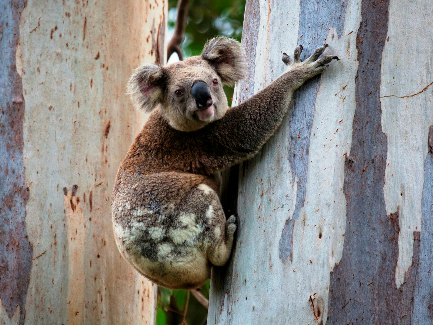 Nerang National Park and State Forest | Browse and Book Nearby Caravan ...