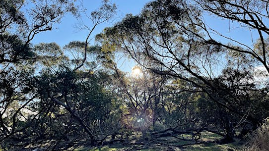 Heggies Hill Bush Camp - Tarcowie, Accommodation | South Australia