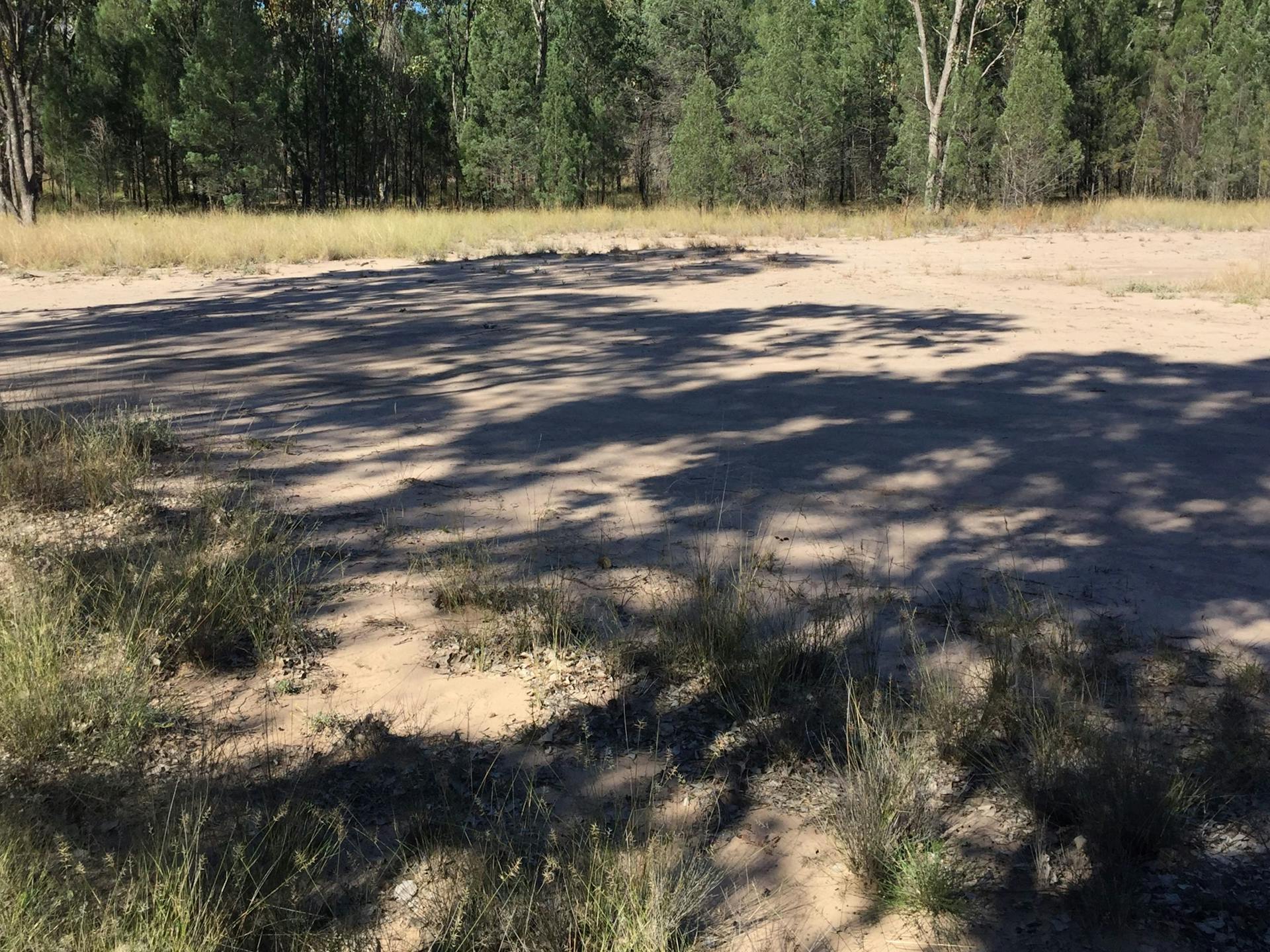 Kogan Pine & Forest Camp in Kogan - The Fold: Your Guide to Everything ...
