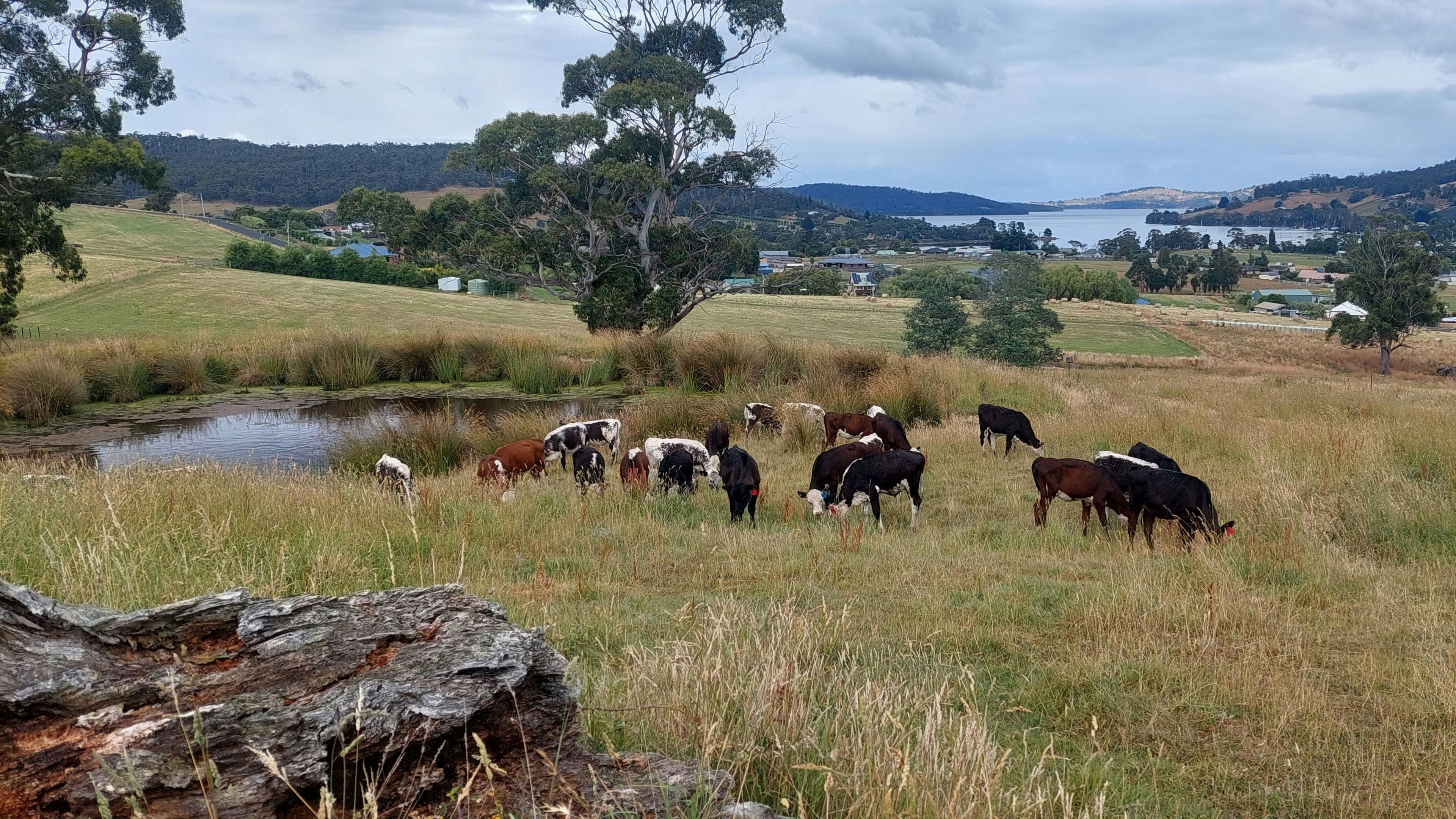 Rex's old Meatworks - Hobart and Beyond