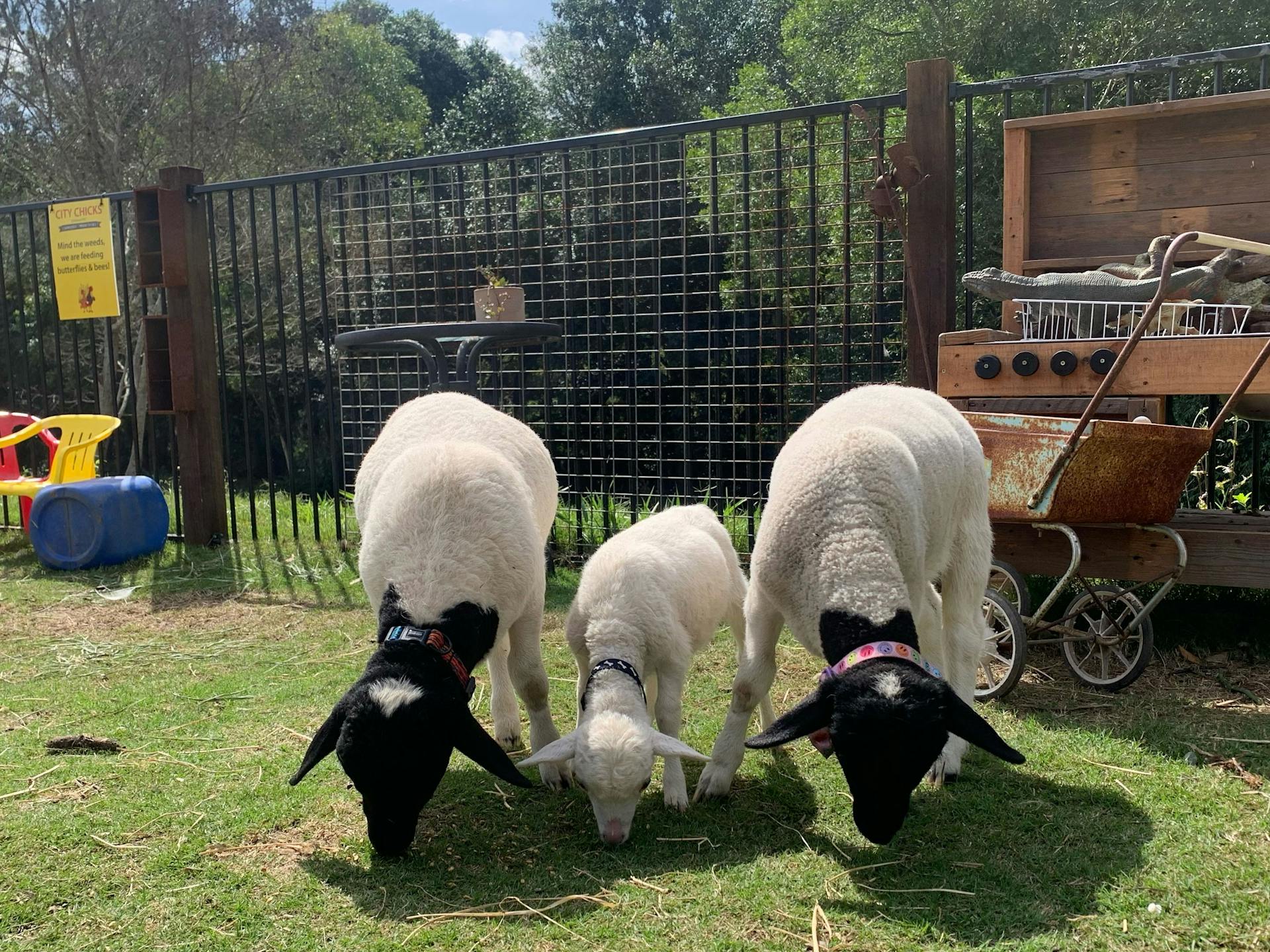 Samford Mini Farm & Creek Camping in Samford Valley - The Fold: Your ...