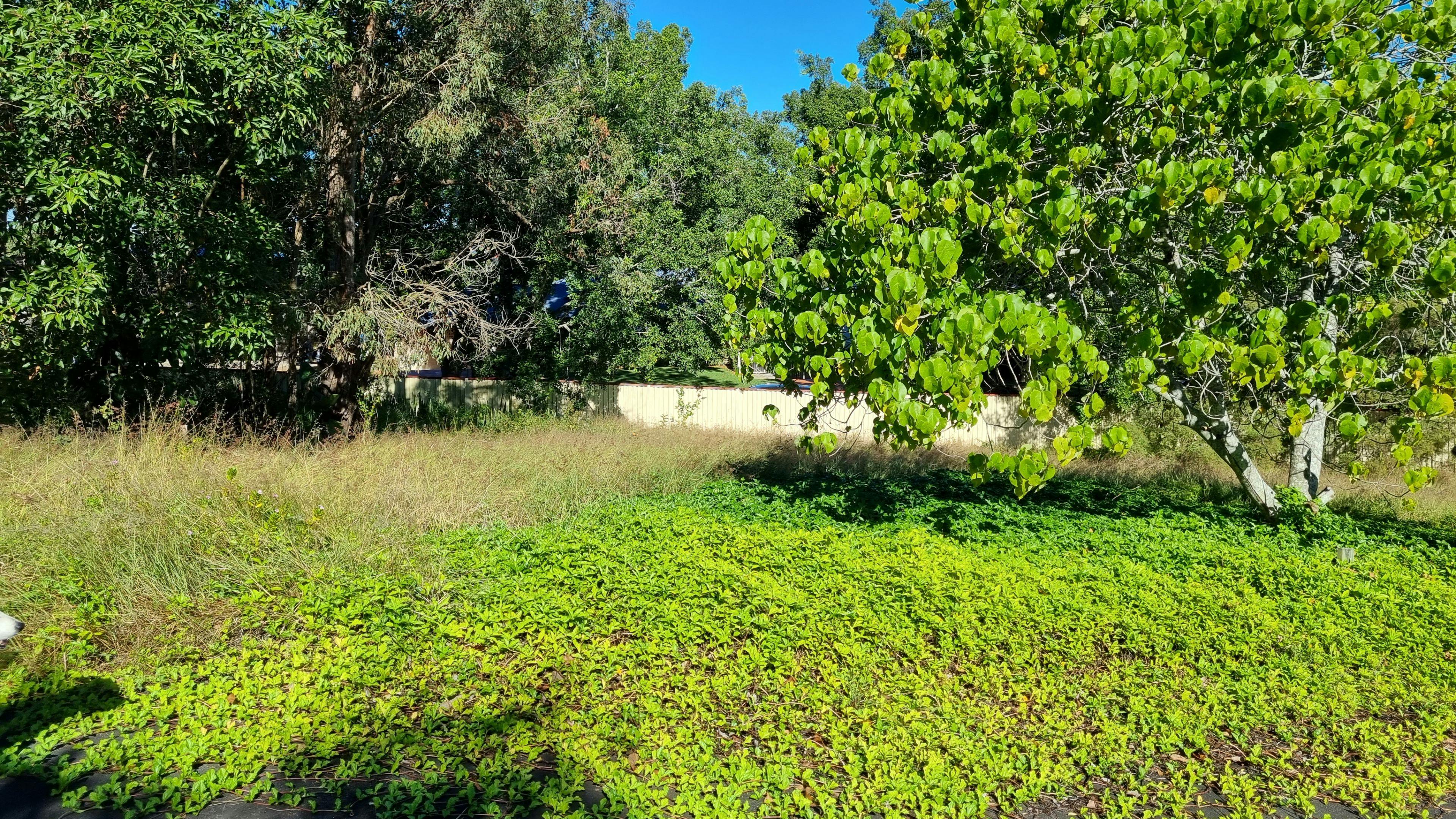 Suburban Natural Bushland